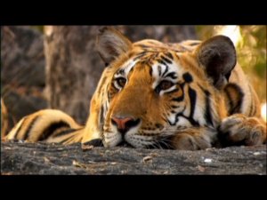 В дебрях Индии (Wildest India)