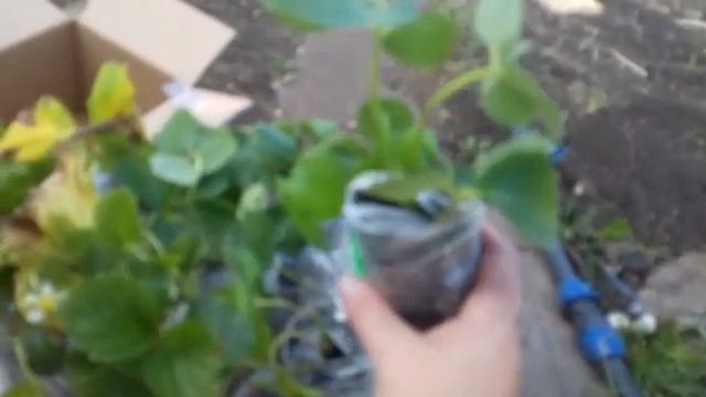 Купила новые сорта клубники.