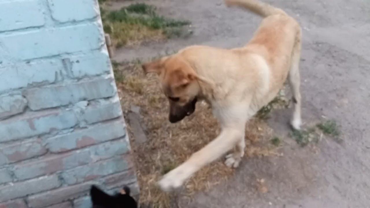 Дина играет с рыжим псом. Вечерняя прогулка 20.06.2020