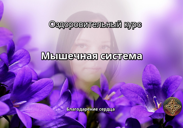 Оздоровительный курс МЫШЕЧНАЯ СИСТЕМА