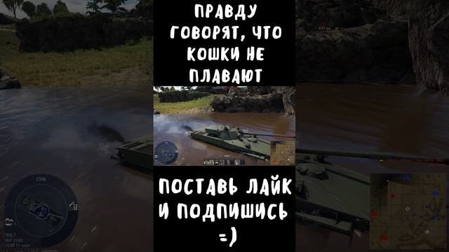 #shorts Правду говорят, что кошки не умеют плавать =)