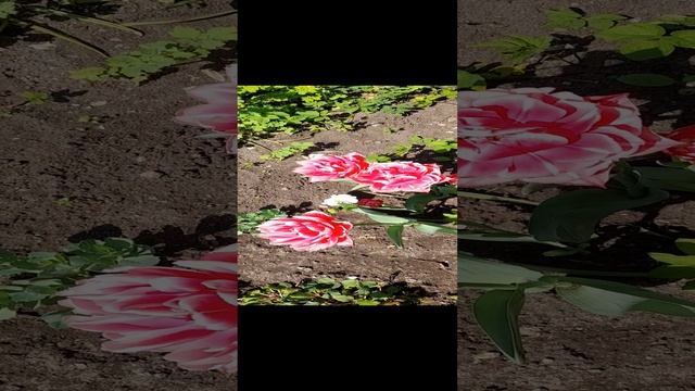 Вы уже видели такие красивые тюльпаны, как розы