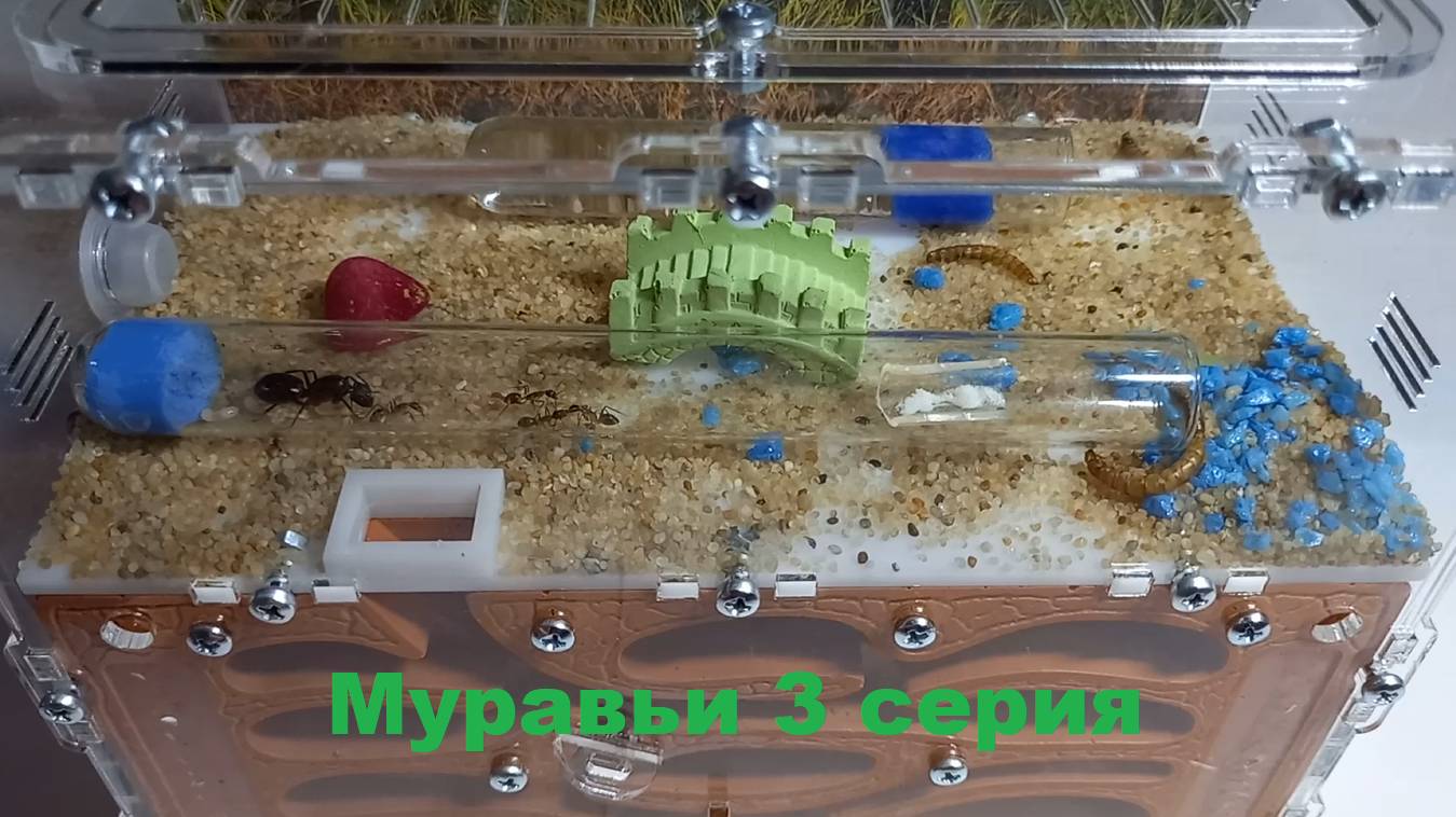 Муравьи 3 серия