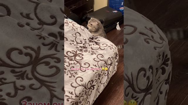 кот гавкает