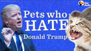 реакция животных на Дональда Трампа
