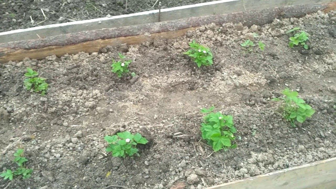 Тёплая грядка для земляники