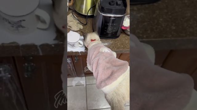 Слаженная командная работа?