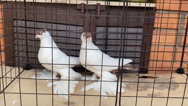 Голуби ?️ Уральские монахи 02-11-2023