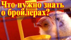 Росс 308, переводим из брудера, 35 дней-2.1кг