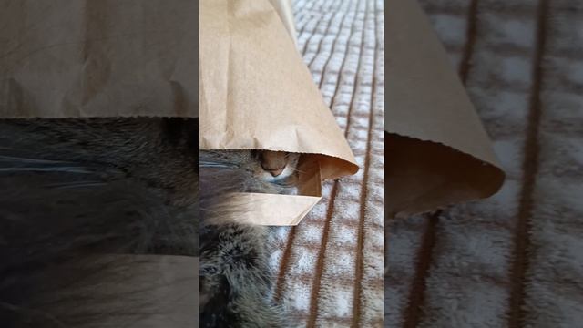 Кот в мешке 🤗 #кот #cat #shorts