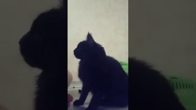 Обучение Мейн-куна. Команды "Лежать" и "Дай лапу". Кошечка  - "Грозя". Maine Coon training.