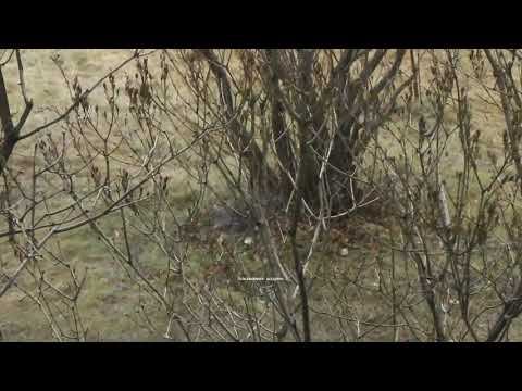 15 НОЯБРЯ  ЖУТКАЯ ПОГОДА  В ЗАПАДНОЙ СИБИРИ - ВМЕСТО СНЕГА  ЛЬЮТ  ДОЖДИ  . НАЙДЕНЫШ ДЖИГИТ