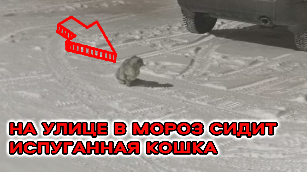 В тридцатиградусный мороз на улице сидела испуганная кошка, которую выгнали из дома.