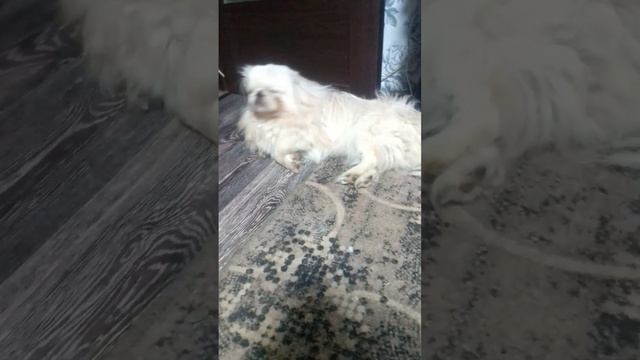 собака лежит на полу