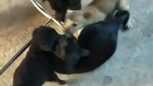 Щенки показывают свою любовь к коту