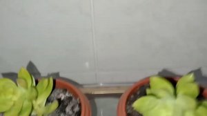 ??Variedades de #sedum #cultivo #dicas #adubos #regas ?