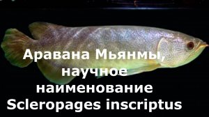 Аравана Мьянмы, научное наименование Scleropages inscriptus