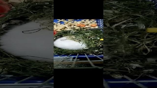 Маленький.. белый... пушистик