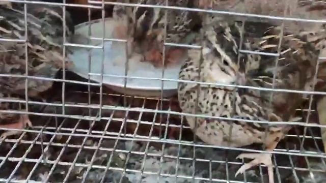 Купание перепелов в древесной золе