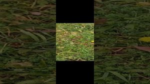 ❗Одуванчики - октябрята❗ #shorts #short #video #nature #shortsvideo #shortvideo #природа #цветы