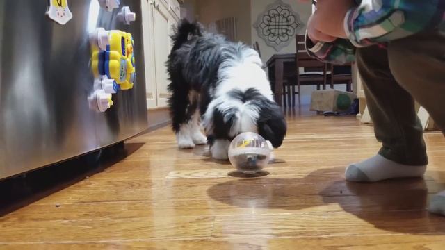 DOG TOYS vs TV! FUNnel Family Vlog - смотреть видео онлайн от «Игры и ...