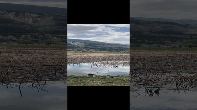 Кавказские лягушки