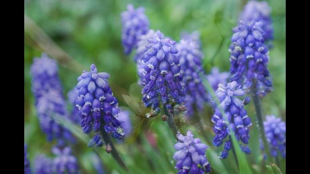 Весенний Relax III