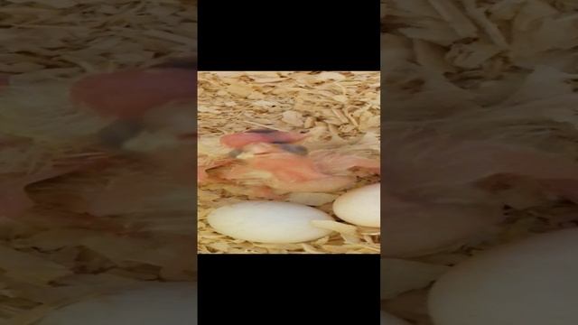 Птенцы какарика