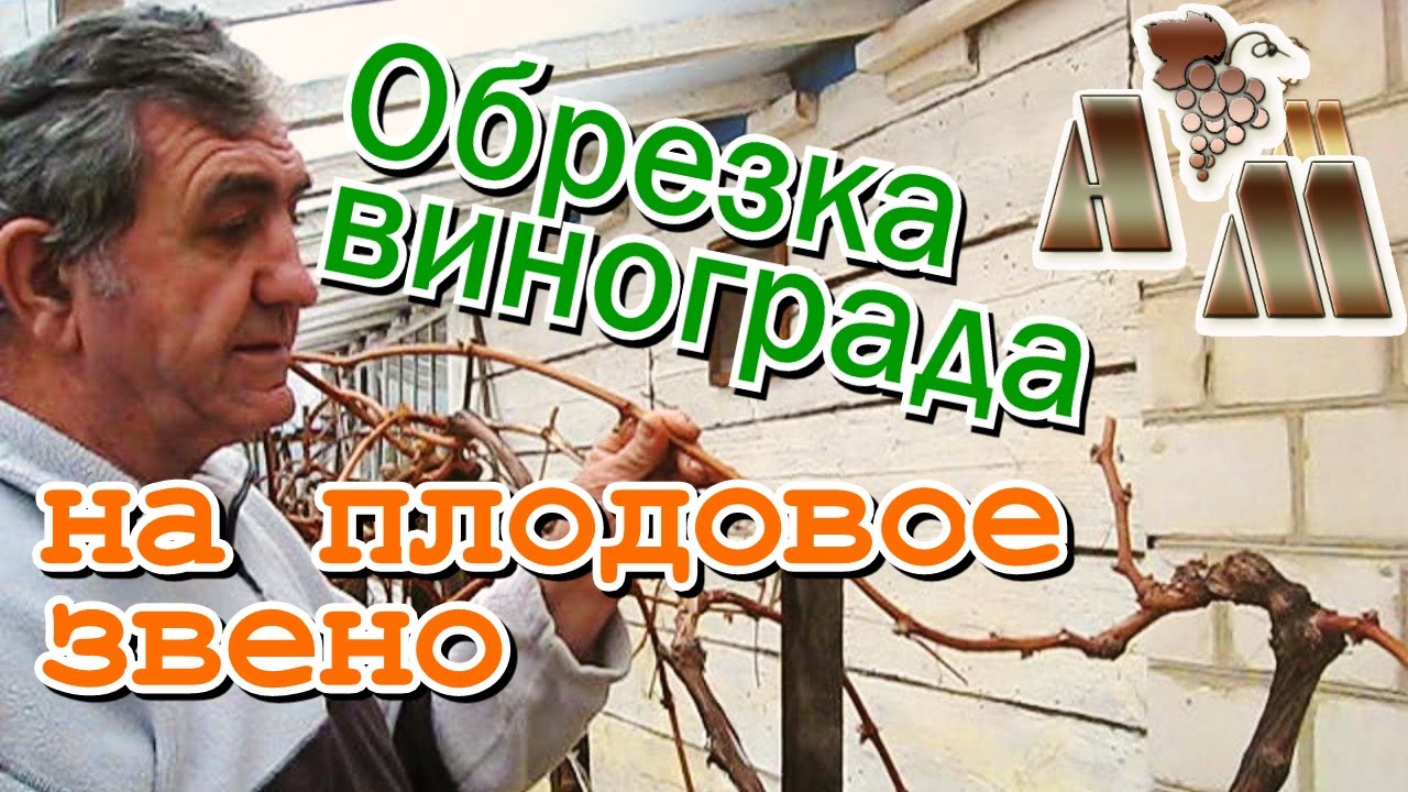 ? Обрезка винограда на плодовое звено