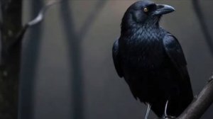 ОБЕРНУСЬ ВОРОНОМ..ТАЙНА ЧАРОДЕЕВ..ДЛЯ ВСЕХ..Ведьмина изба. Инга Хосроева.