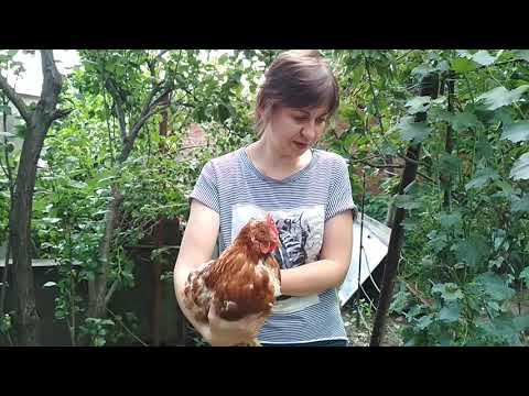 Куры Кубань гибрид//Кубанская красная порода кур
