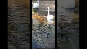 Шишки на Лампушке