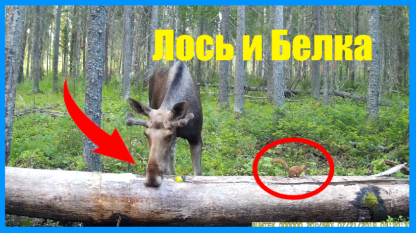ЛОСЬ И БЕЛКА! Солонец для зверей. Видео с фотоловушки HC-700A.