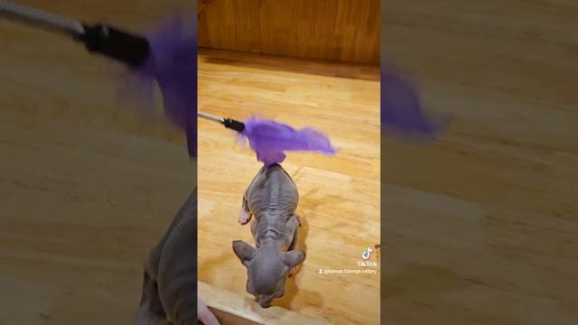 #fabergecattery #🏡❤️#sphynx #sphinxcat #sphinxlove #sphynxkitten #bambino #ELF