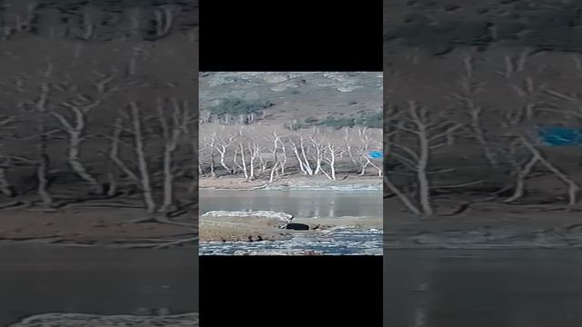 Чемал, выход к Катуни.mp4