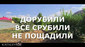 Беспредел в Аулиекольском районе? Кушмурун: вырубили все пирамидальные тополя которым всего 10 лет.