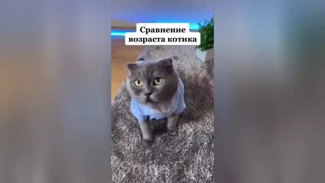 Смешные котики #90.mp4