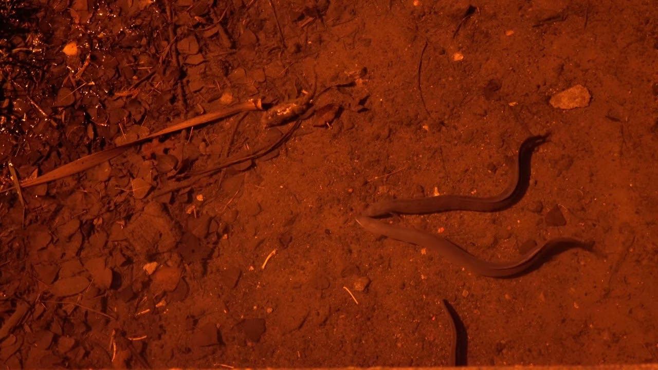 Новозеландские угри (eel)