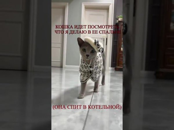 И такое бывало #котел #котельная #загородныйдом #дом #юмор #работа  #кошки