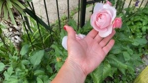 Роза Наэма #розы #розовод