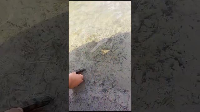 отпустил окуня