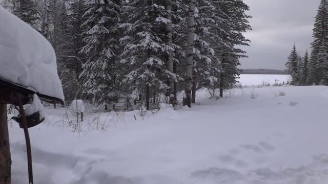 Тайга Черталы