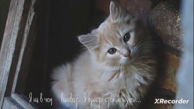 НАПОМИНАЮ,в воскресенье буду смотреть сколько лайков на том видео и покупать корм.