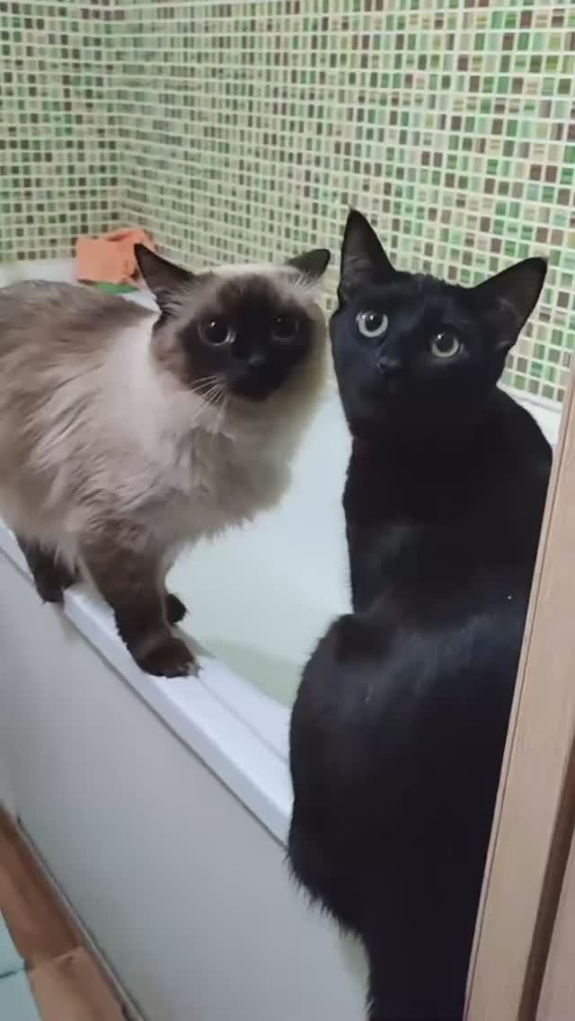 Когда ванну набрали не тебе!