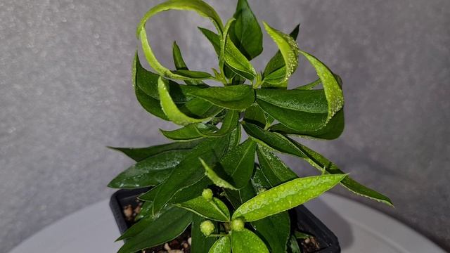 Мирт Персидский 3