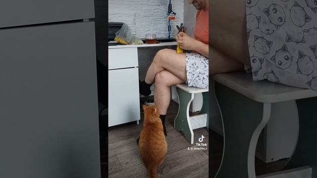 Кот Бублик - сладкоежка