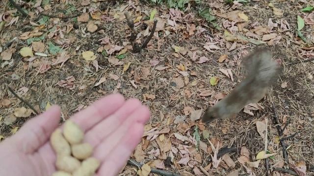 Челябинск. Дикое ручное беличье царство в природе южного Урала. 06.09.2021г