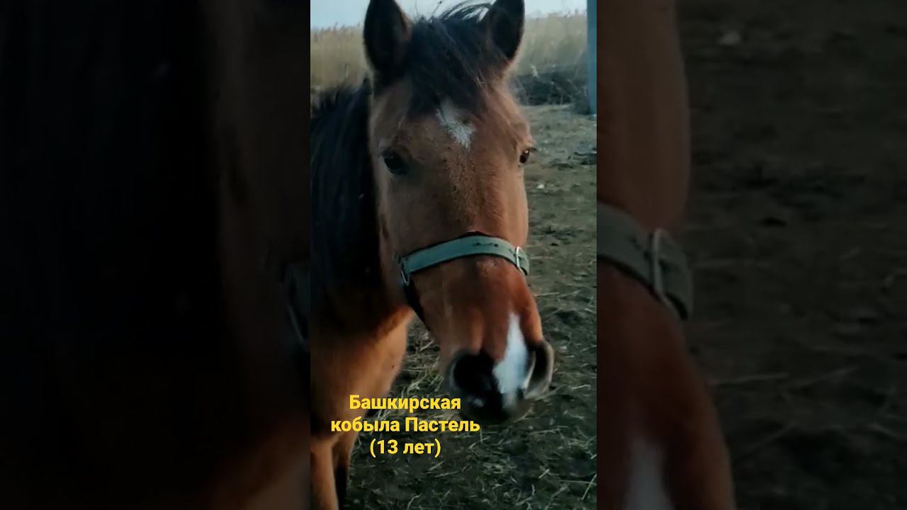 Стелла (Пастель)