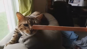 Реакция кота на пилочку для ногтей