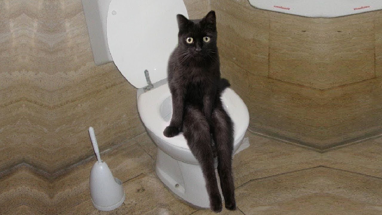 Самые смешные котики #12